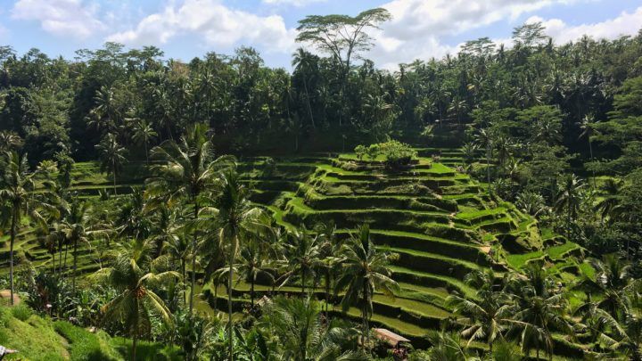 Ubud: 5 tips voor een geweldig verblijf | Inclusief foto's & video ...