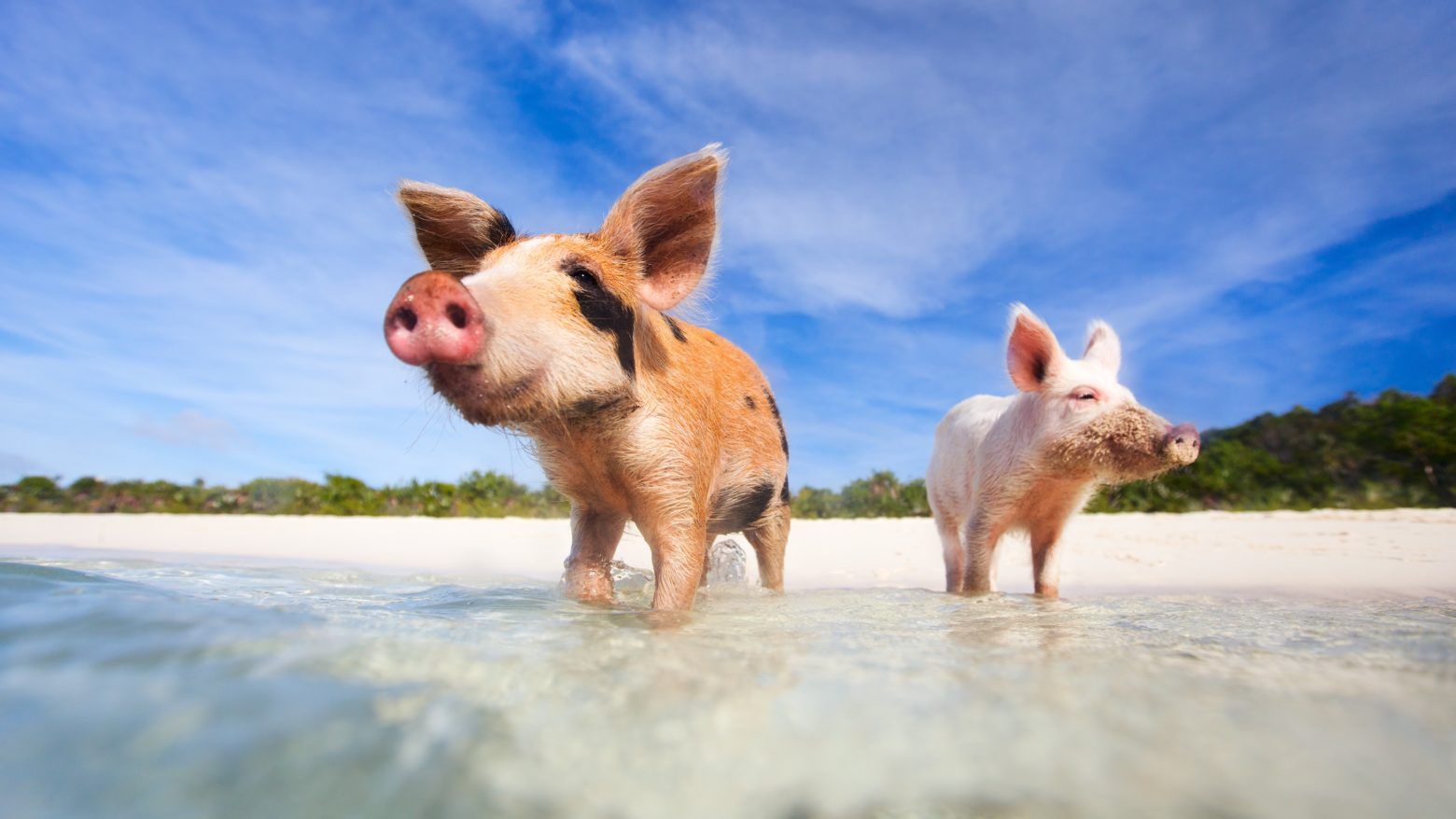 Zwemmen met varkens op Pig Beach | Alles wat je moet weten | Reismix