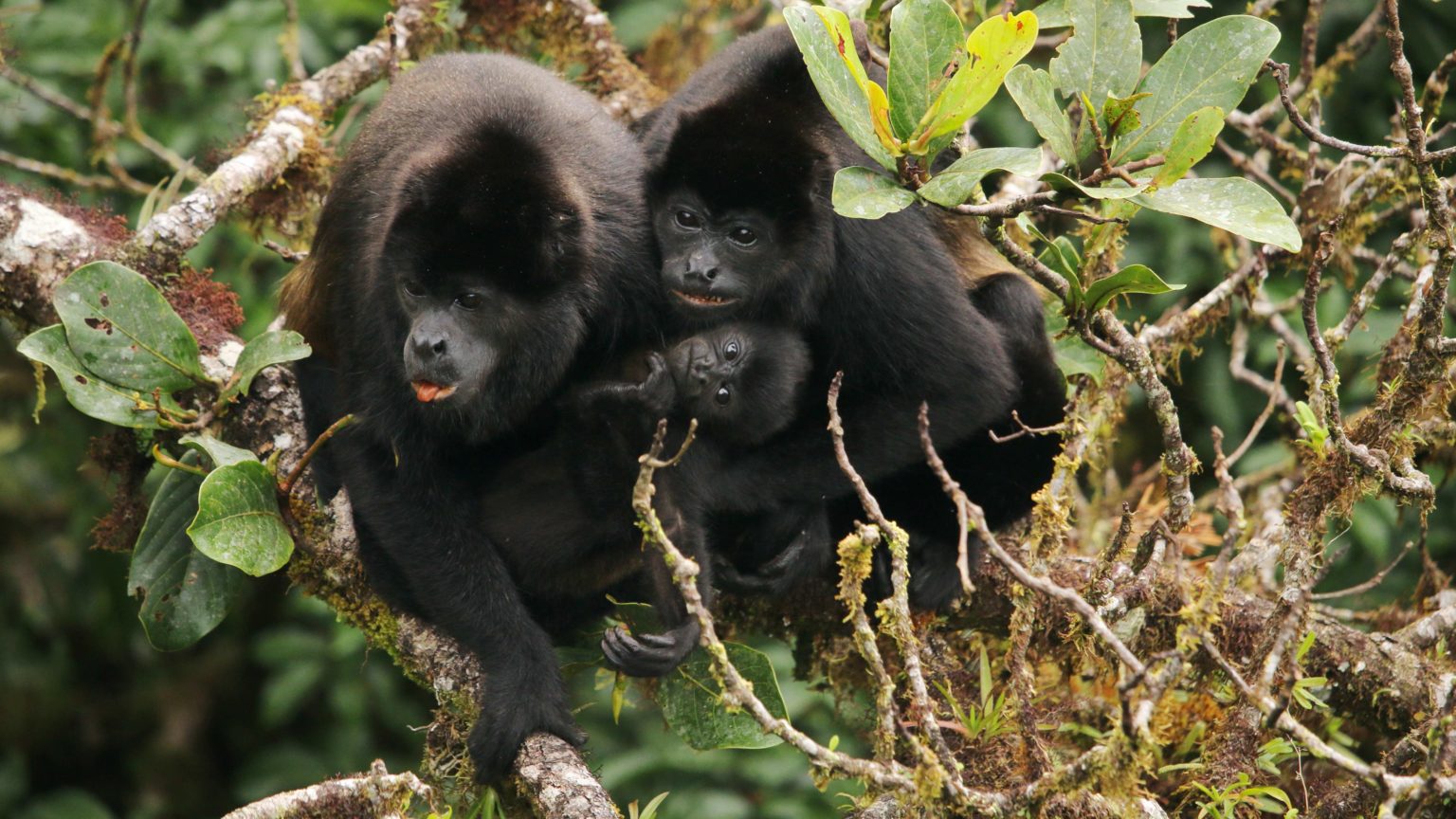 Deze bijzondere dieren kun je zien in Costa Rica | Reismix