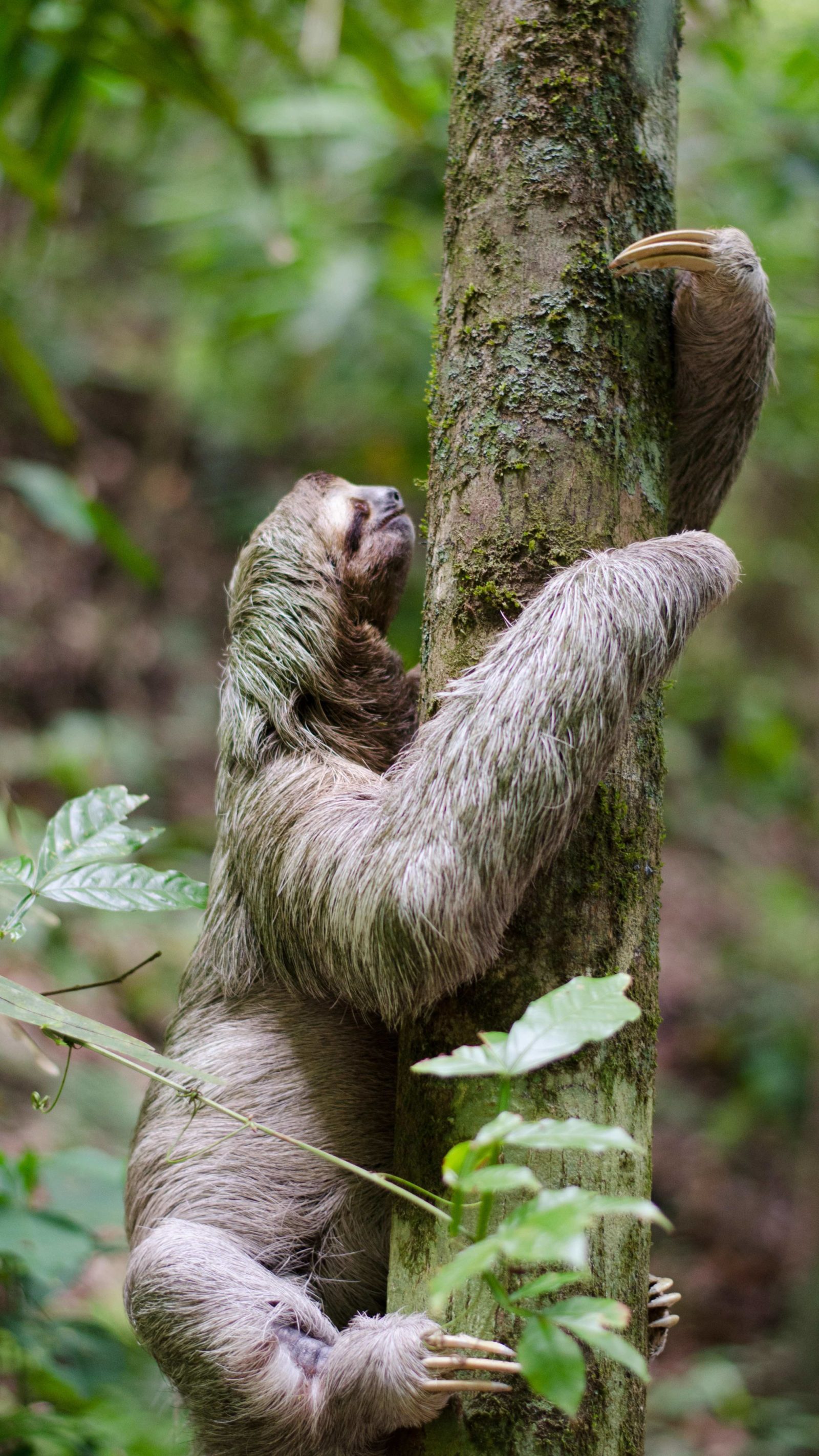 Deze bijzondere dieren kun je zien in Costa Rica | Reismix